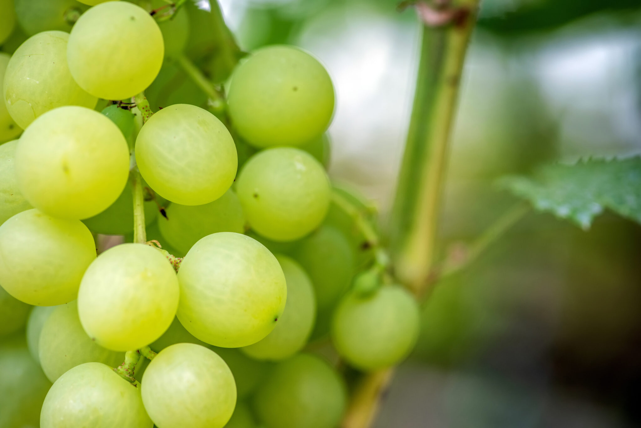How to achieve shorter maceration times and increase winery ...
